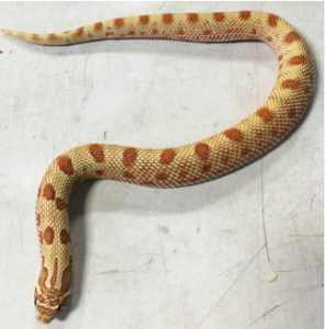 Toffee Anaconda Western Hognose Snake For Sale - Reptiles Realm